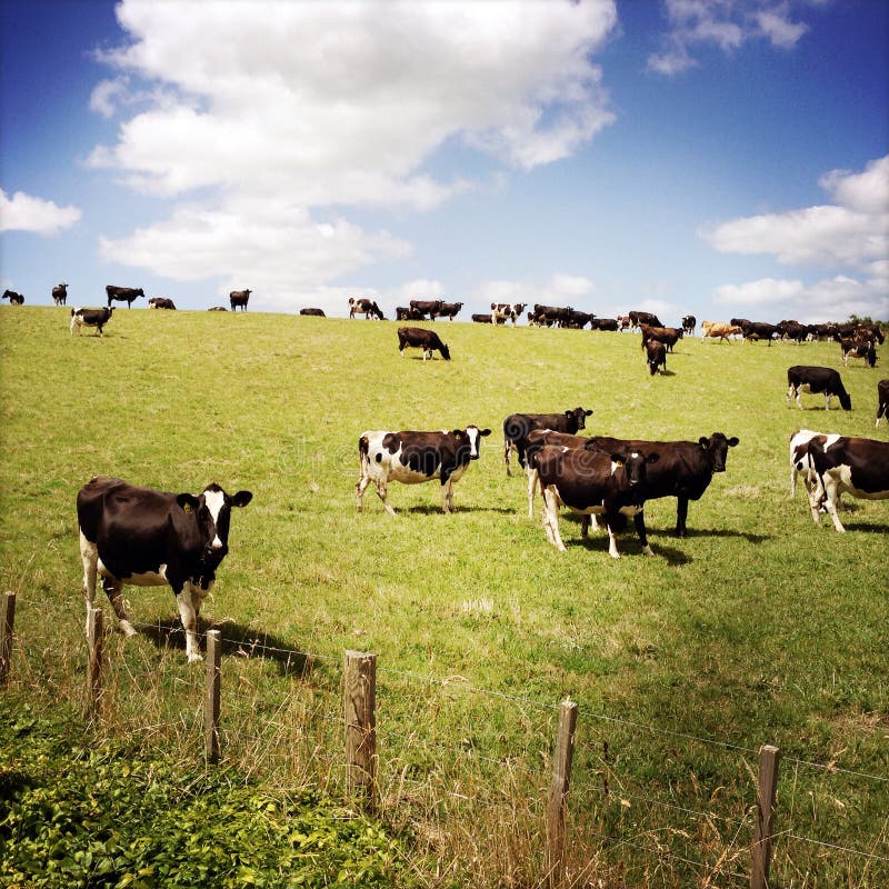 Cows stock image. Image of country, outside, dairy, farmland - 38357455