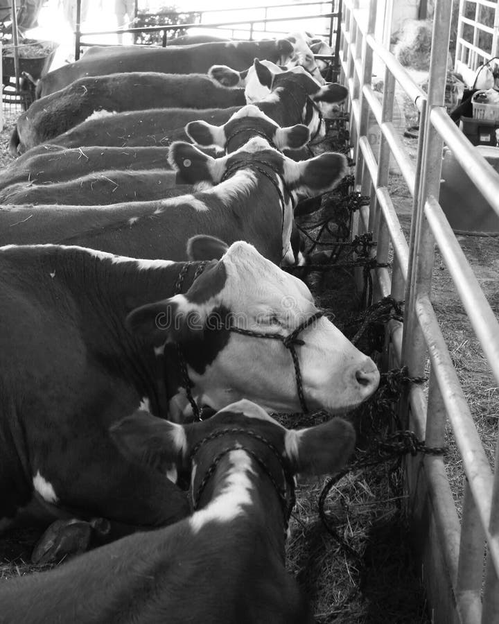 Cows stock photo. Image of country, barnyard, cows, farm - 442940