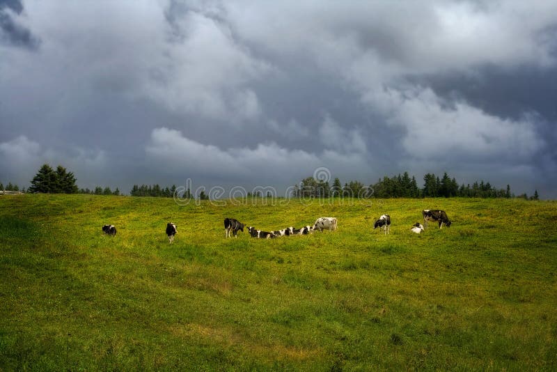 Cows stock image. Image of overcast, environment, azure - 7498951