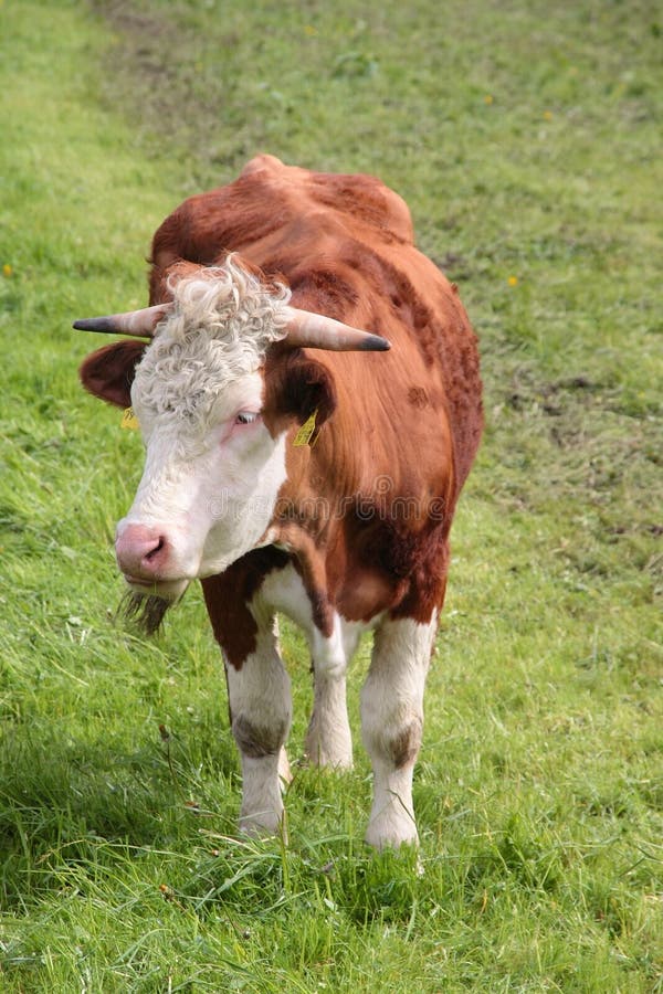 Cows stock image. Image of oxen, landscape, meadow, dairy - 9468215