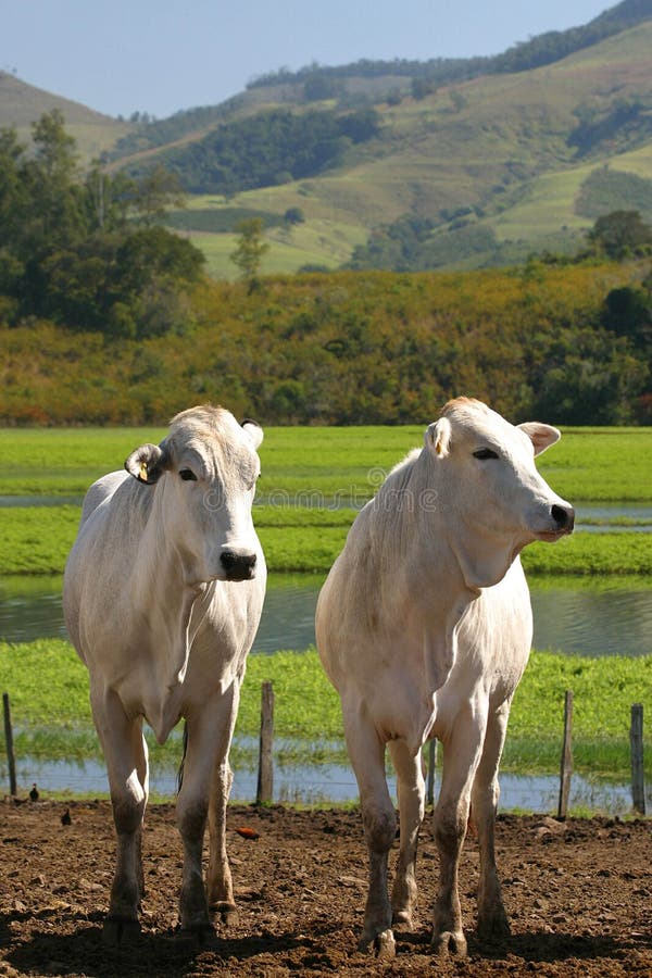 Cows stock image. Image of ruminant, mammal, tree, outdoor - 9844467