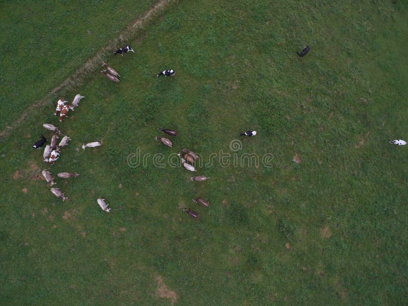 Cows aerial stock photo. Image of farming, meadow, country - 264725010