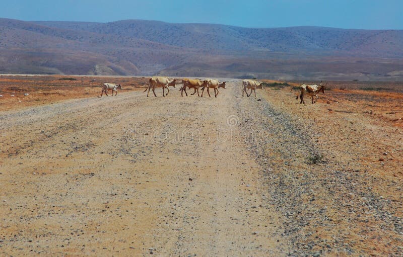 Rural Namibia stock image. Image of rural, africa, calf - 2617263