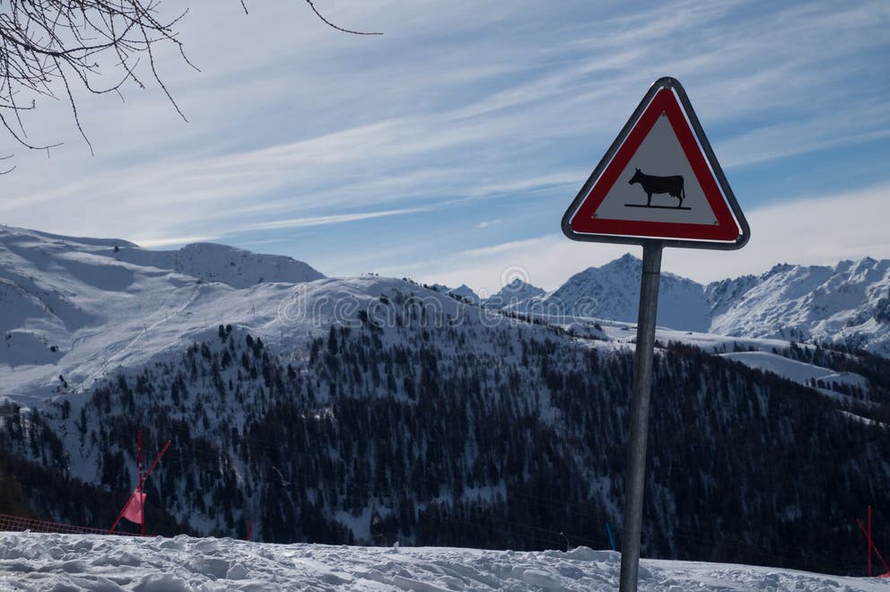 Cows ahead stock image. Image of switzerland, warning - 50263635