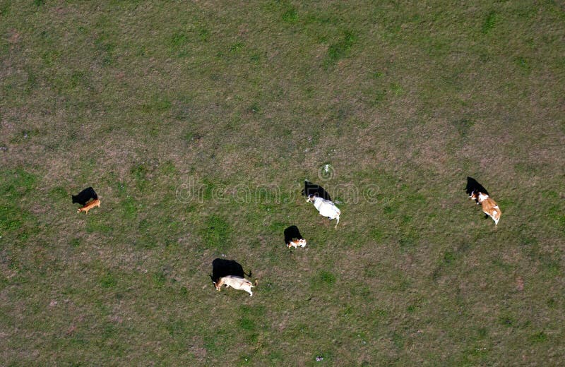 Cows from the air stock photo. Image of meadows, farm - 11232082