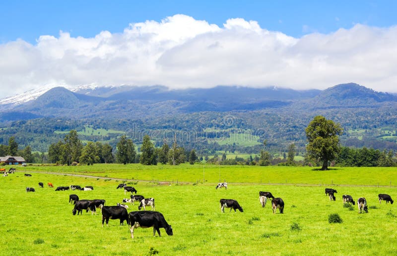 Cows in the Alpine meadow stock photo. Image of meadow - 80397102