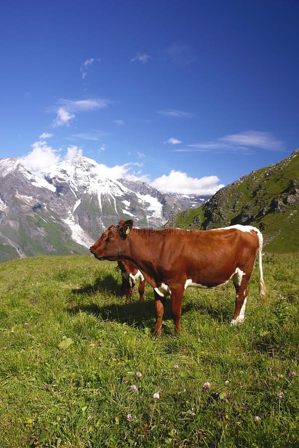 Cows in Alps, Switzerland stock image. Image of graze - 21969775