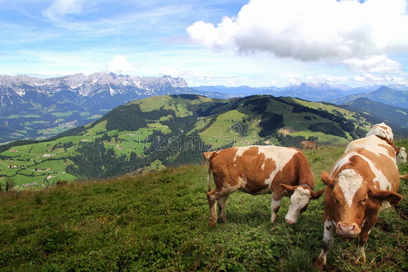 Cows in Alps, Austria stock photo. Image of cows, nature - 75524504
