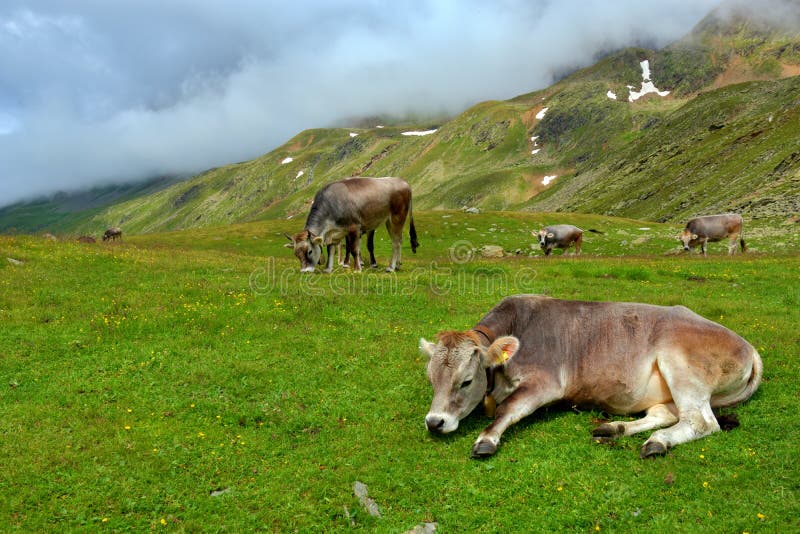 Cows in Alps stock photo. Image of meadow, imst, background - 155256218