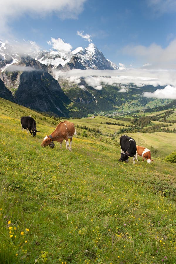 Cows in Alps, Switzerland stock image. Image of graze - 21969775