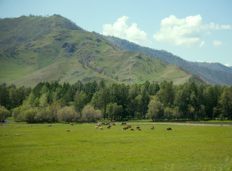 Cows in Altai Mountains Grazing Stock Photo - Image of green ...