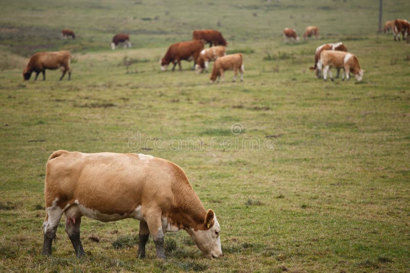 Cows on autumn pasture stock image. Image of field, agriculture - 61582487