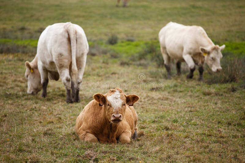 Cows on autumn pasture stock photo. Image of farm, country - 61582502