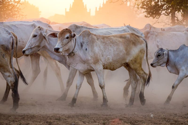 Cows in Bagan, Myanmar stock photo. Image of myanmar - 70455306
