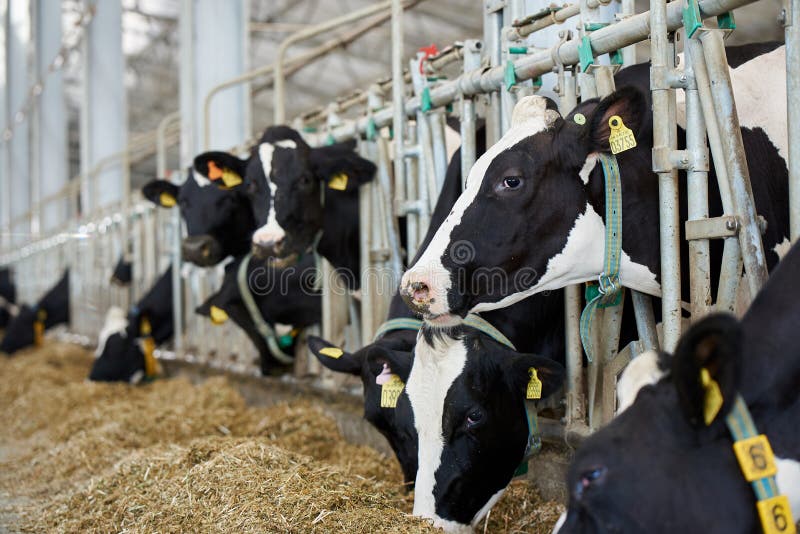The Cows in the Barn are Eating Editorial Photography - Image of bull ...
