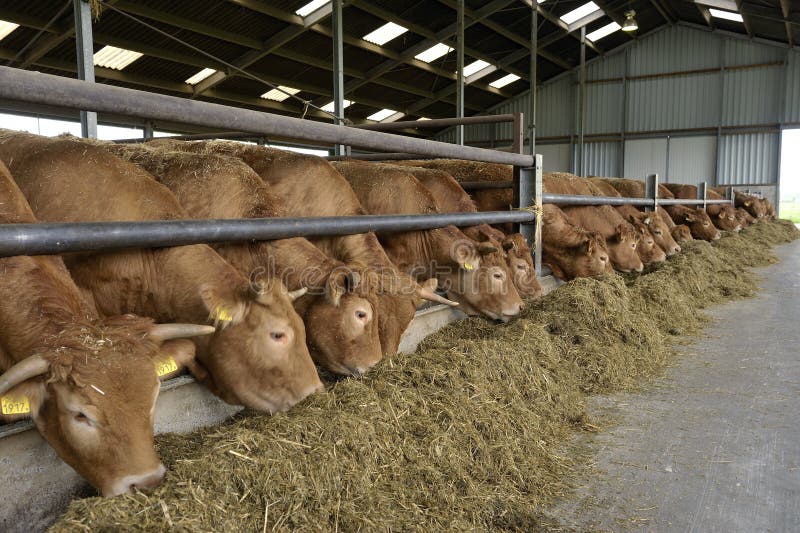 Cows in a barn stock image. Image of beef, herd, stable - 66207593