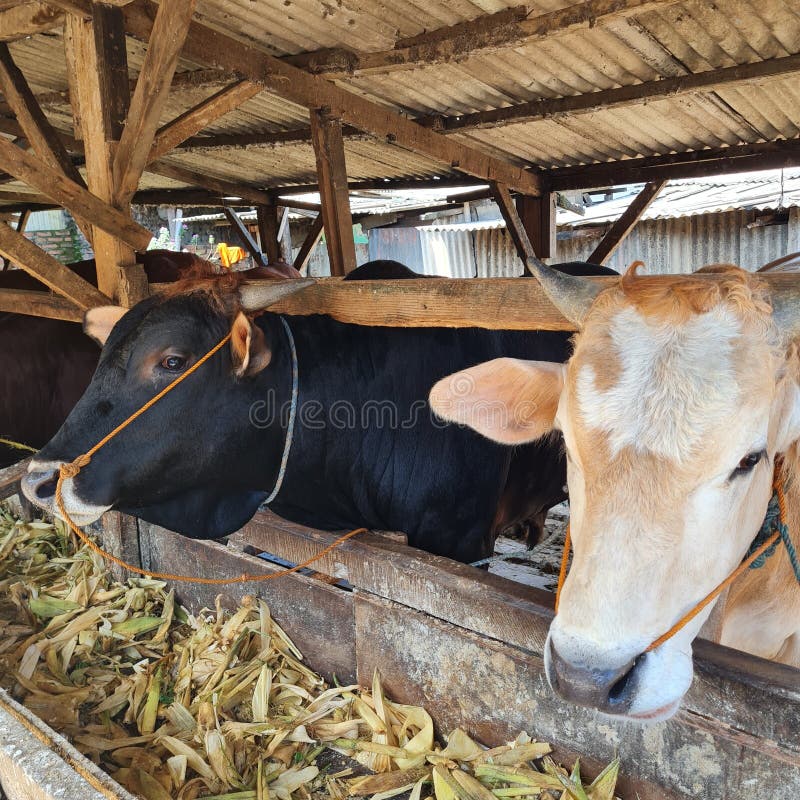 Cows in barn eating leaves stock image. Image of eating - 295692127