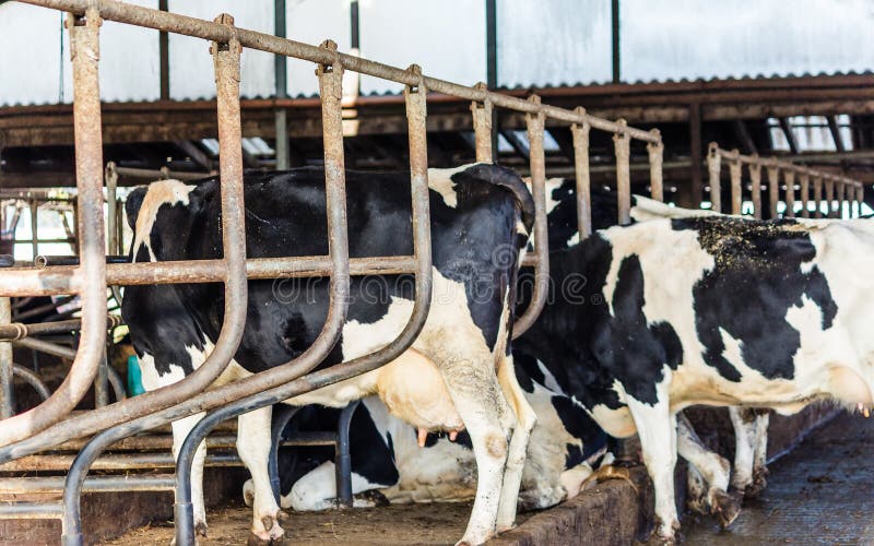 Cows in the barn stock image. Image of black, husbandry - 46350949