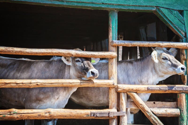 Cows in the barn stock photo. Image of beef, mammal, barn - 55509824