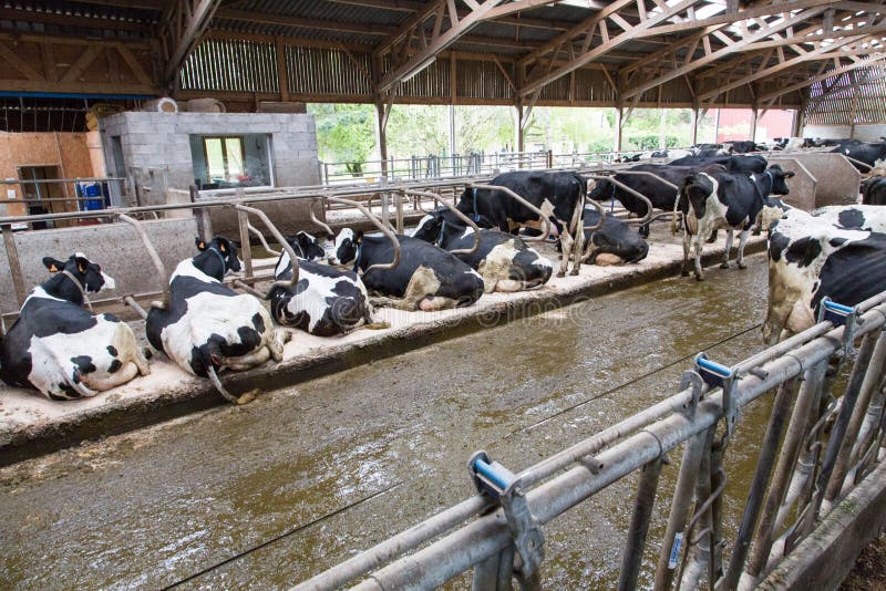 Cows in the barn stock image. Image of farming, green - 55468415