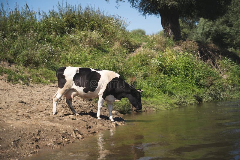 Cows Bathe in the River Near the Village in Hot Summer Stock Image ...