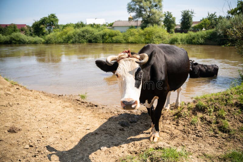 Cows Bathe in the River Near the Village in Hot Summer Stock Photo ...