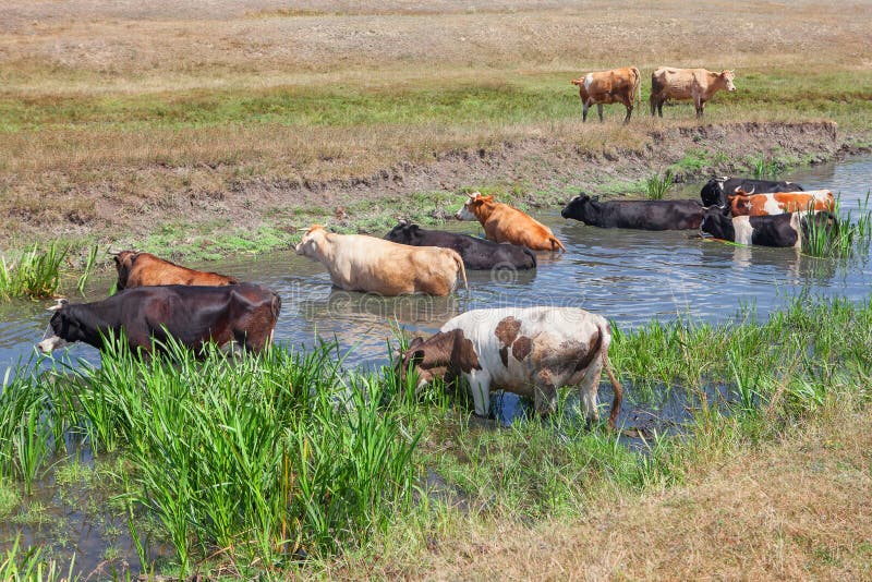 Cow standing in the river stock photo. Image of farm - 218699312