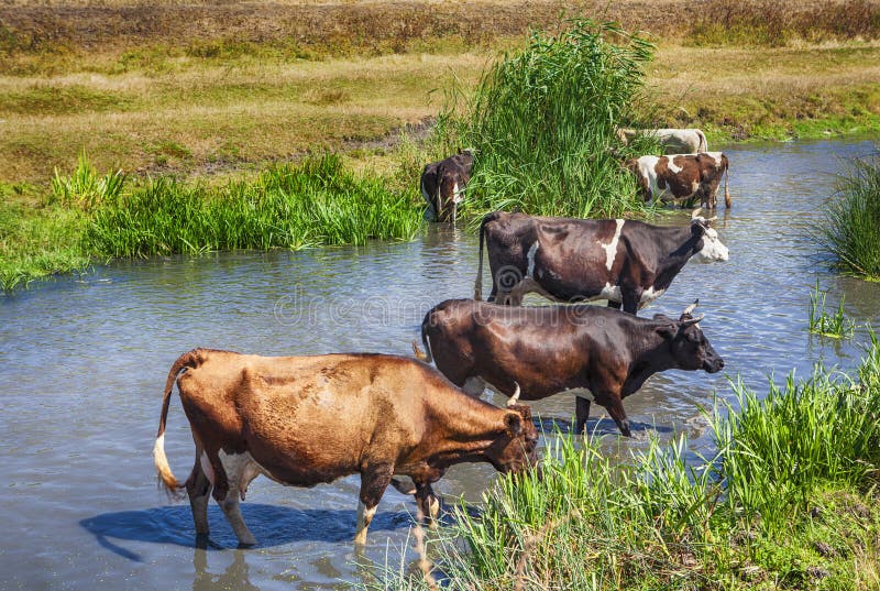 Cows bathing stock image. Image of pond, farmland, village - 93735261