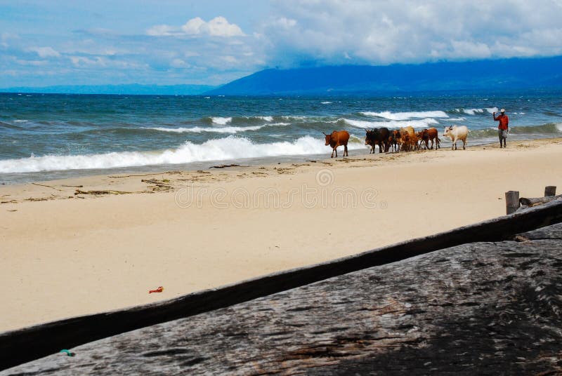 Cows on the beach editorial stock photo. Image of malawi - 146236588