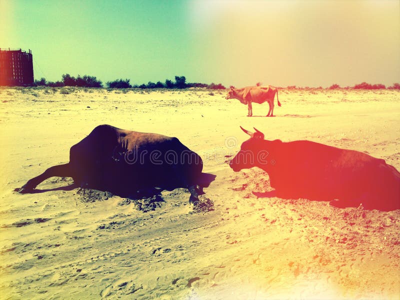 Cows on beach stock image. Image of sunny, seaside, drought - 28036473