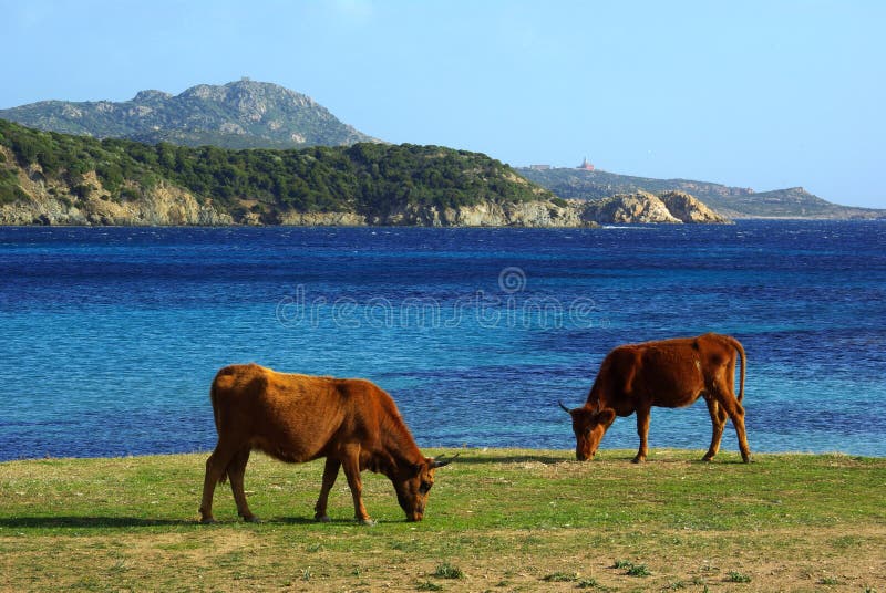 Cows on beach stock photo. Image of dunes, beach, heaven - 3810854