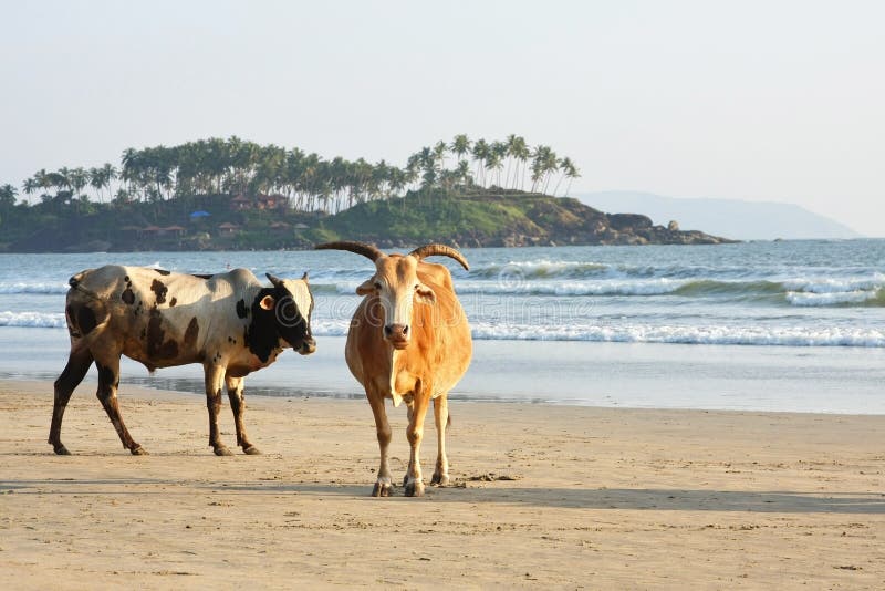 Cows at the beach stock photo. Image of palolem, sand - 7199206