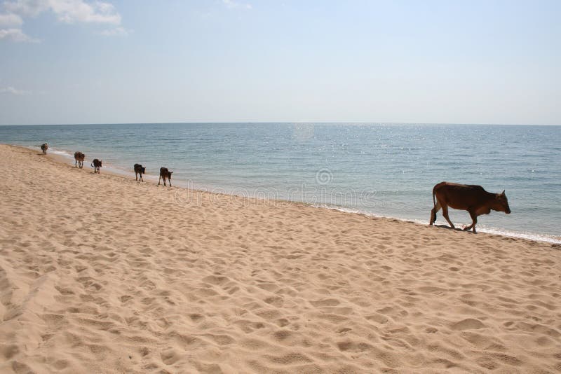 Cows on beach stock photo. Image of tranquil, vietnam - 7785796