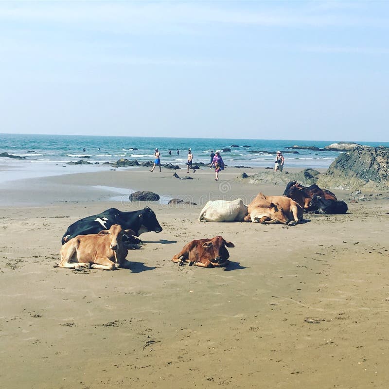 Cows on the beach editorial photo. Image of beach, cows - 112841966