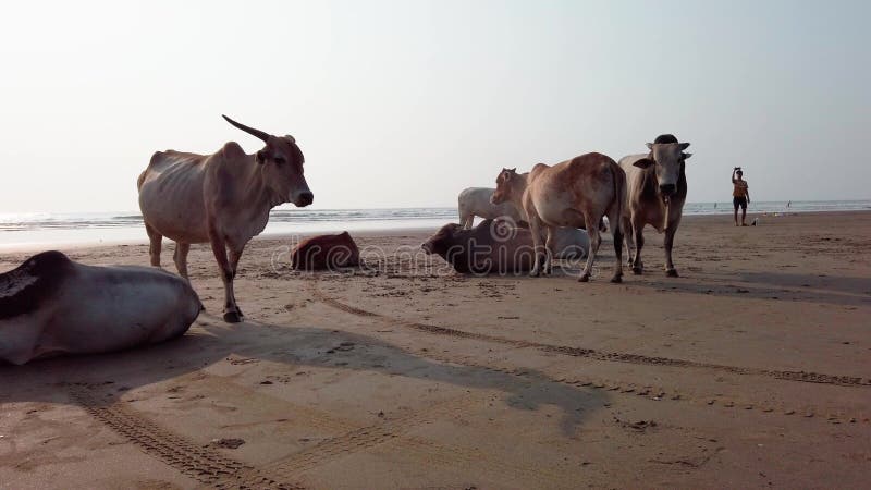 Cows on the Beach in India, Cows Resting on a Beach in Goa. Holy Indian ...