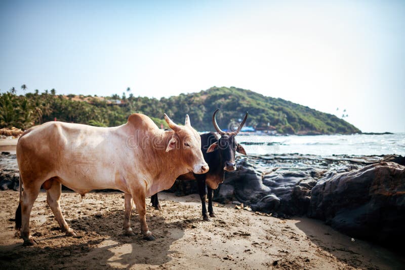 Cows on a beach. stock image. Image of coastline, beach - 63015497