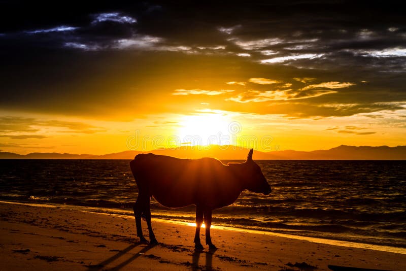 Cows on the beach stock image. Image of animal, summer - 35987659