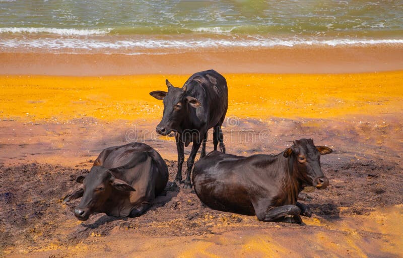 Cows on beach Sri Lanka stock photo. Image of sunset - 297855726