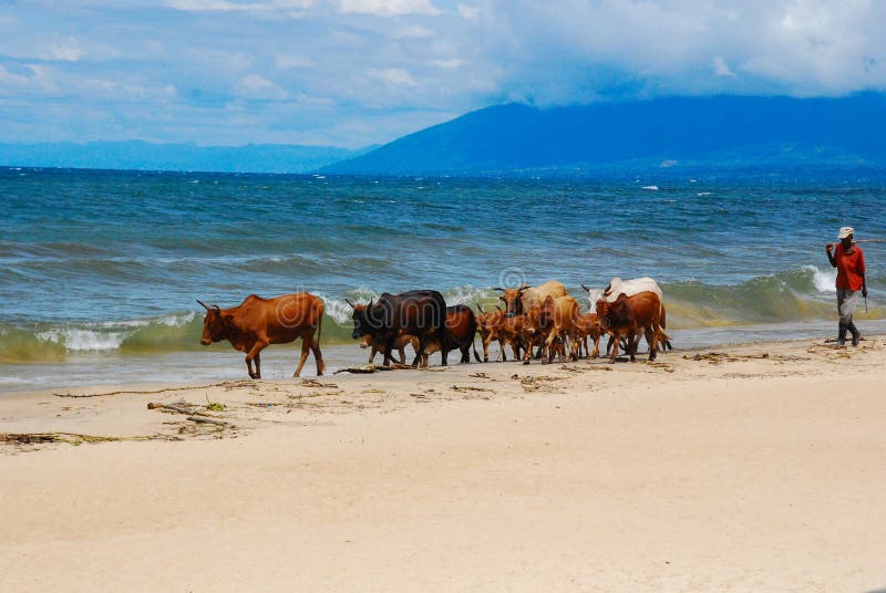 Cows on the beach editorial stock image. Image of seashore - 146236409