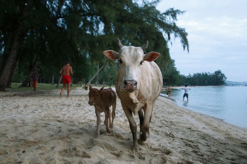 Cows on the beach stock photo. Image of nature, cattle - 86730756