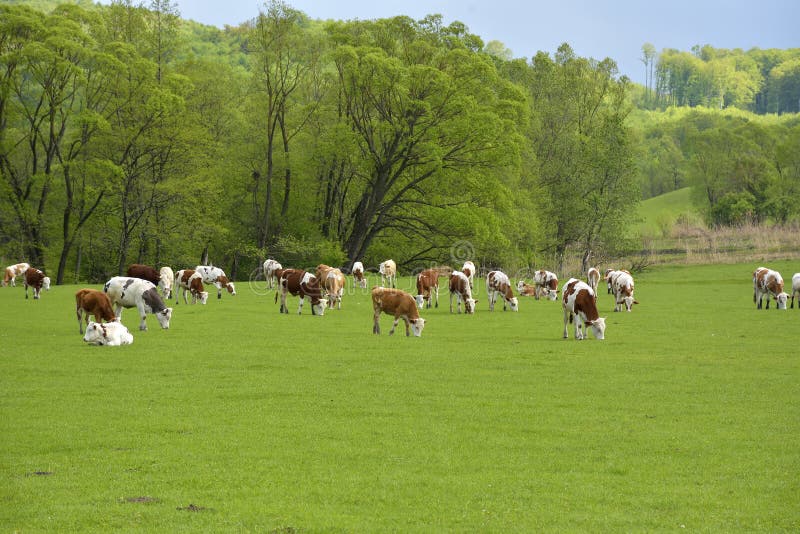 The Cows on a Beautiful Green Field Stock Image - Image of landscape ...