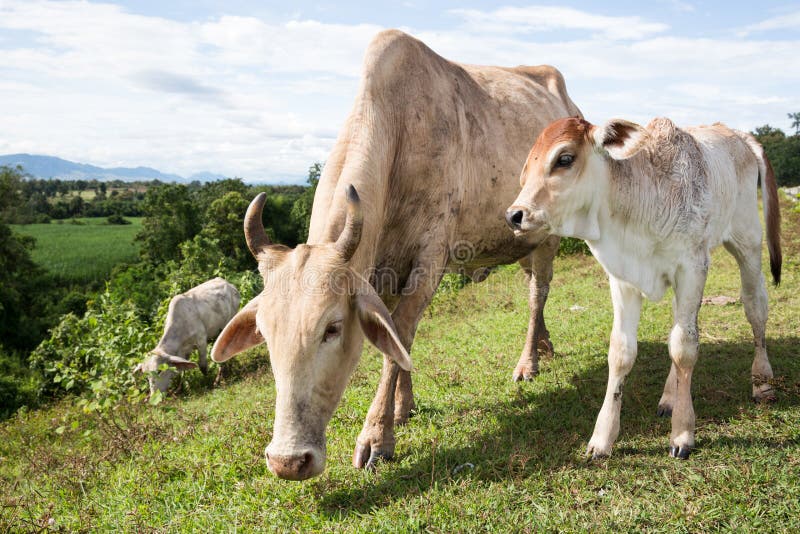 Cows beef cattle stock photo. Image of livestock, agricultural - 61855808