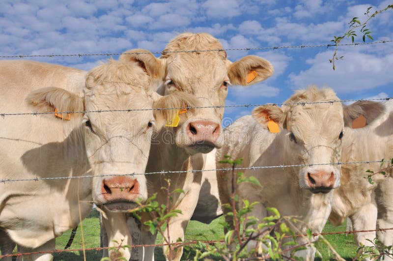 Cows behind barbed wire stock photo. Image of white, wire - 21272032