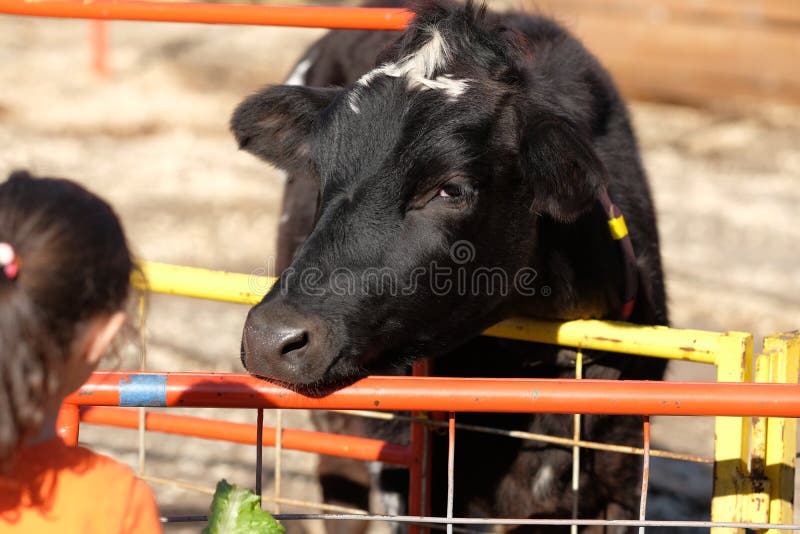 Cows Being Hand Fed in Their Pens at the Farm Fair Exhibition Stock ...