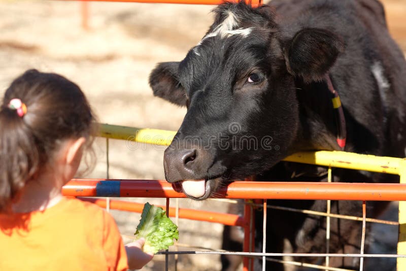 Cows Being Hand Fed in Their Pens at the Farm Fair Exhibition Stock ...