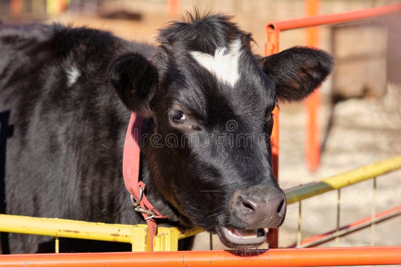 Cows Being Hand Fed in Their Pens at the Farm Fair Exhibition Stock ...