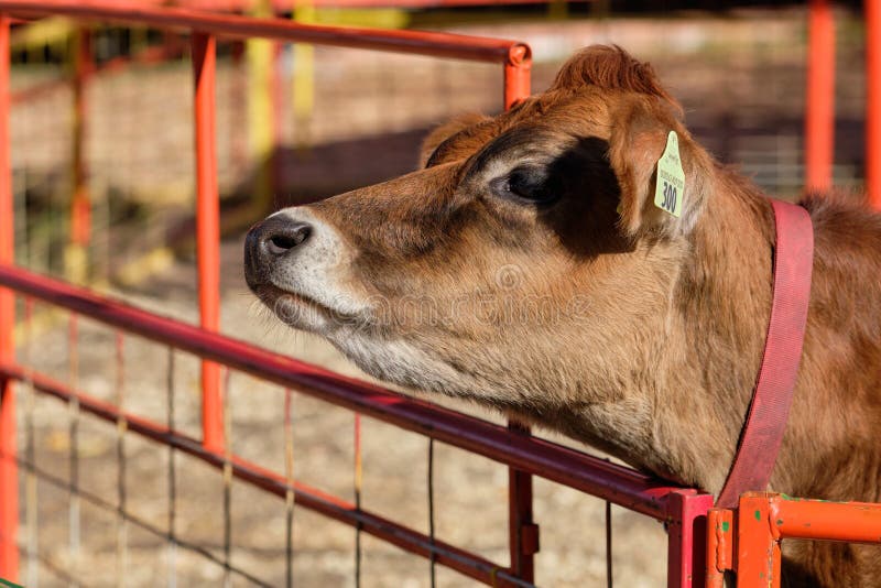 Cows Being Hand Fed in Their Pens at the Farm Fair Exhibition Stock ...