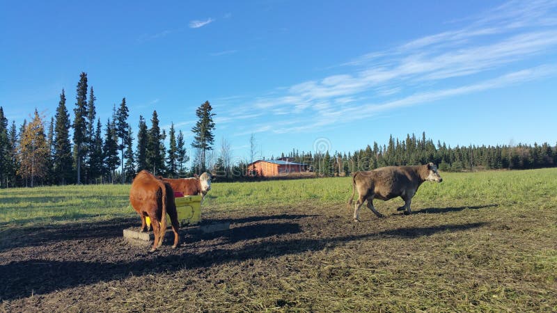 Cows stock photo. Image of alaska, beautiful, livestock - 132956948