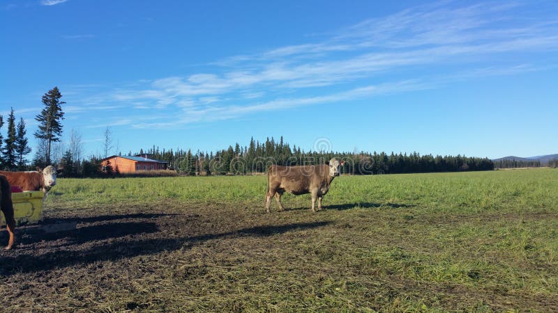 Cows stock photo. Image of livestock, alaska, cows, beautiful - 132957014