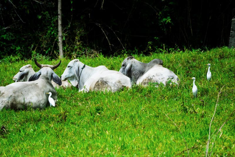 Cows and birds on the Farm stock photo. Image of mountains - 45443988